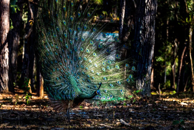 Male peafowl dancing stock photo. Image of peafowl, vibrant - 266936540