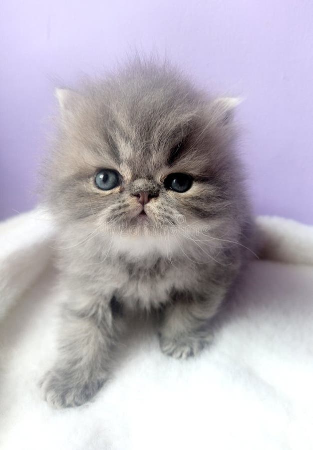 Male Persian kitten stock image. Image of mammal, male - 286706881