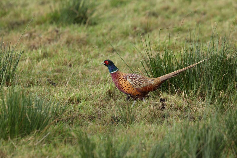Red pheasant feather,macro stock photo. Image of detail - 12371742