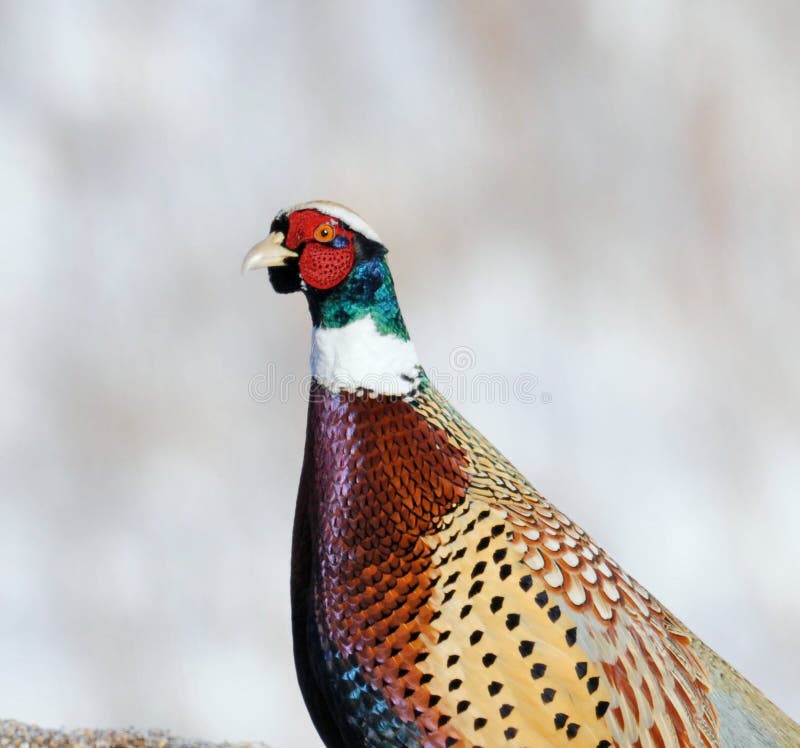 Male Pheasant stock image. Image of game, wildlife, beast - 17462881