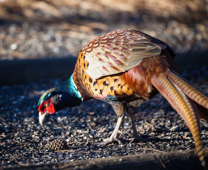 Male Pheasant stock photo. Image of game, ringnecked - 28056782
