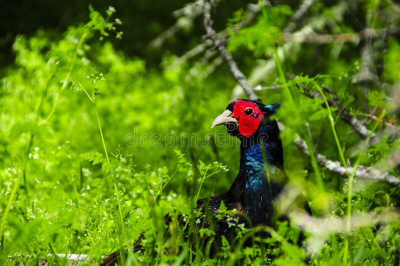 Male Pheasant stock image. Image of zealand, colchicus - 38281455
