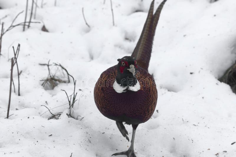 Male pheasant stock photo. Image of snow, pheasants, colorful - 50290752