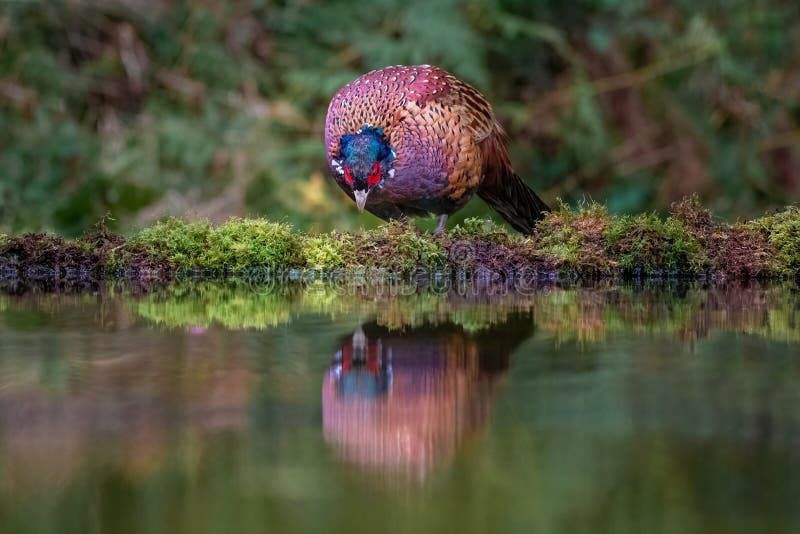 1,741 Pheasant Water Stock Photos - Free & Royalty-Free Stock Photos ...