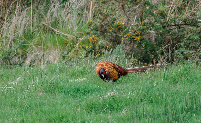 Phesents Stock Photos - Free & Royalty-Free Stock Photos from Dreamstime