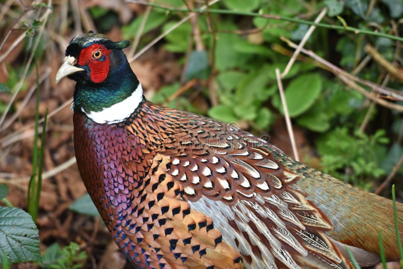 A Beautiful Full Colour Male Pheasant Stock Photo - Image of food ...