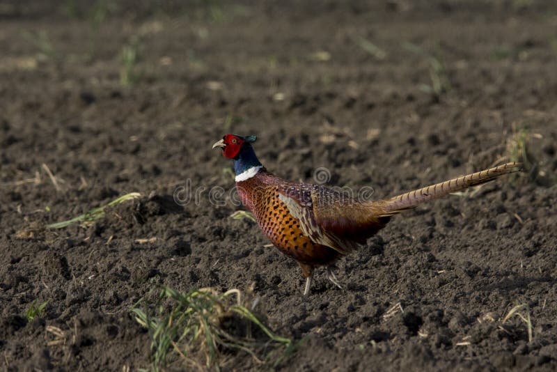 Male Pheasant stock photo. Image of roedeer, breeding - 70896536