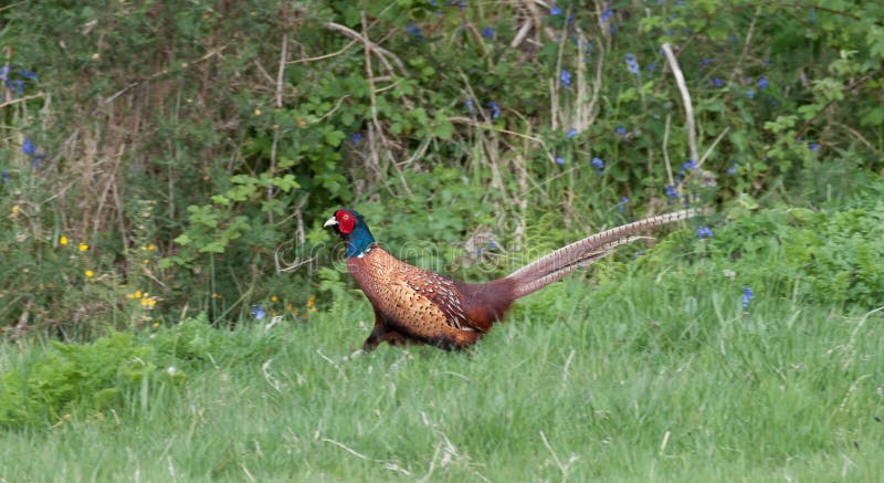 Running pheasant stock image. Image of bird, dull, pheasant - 81291419