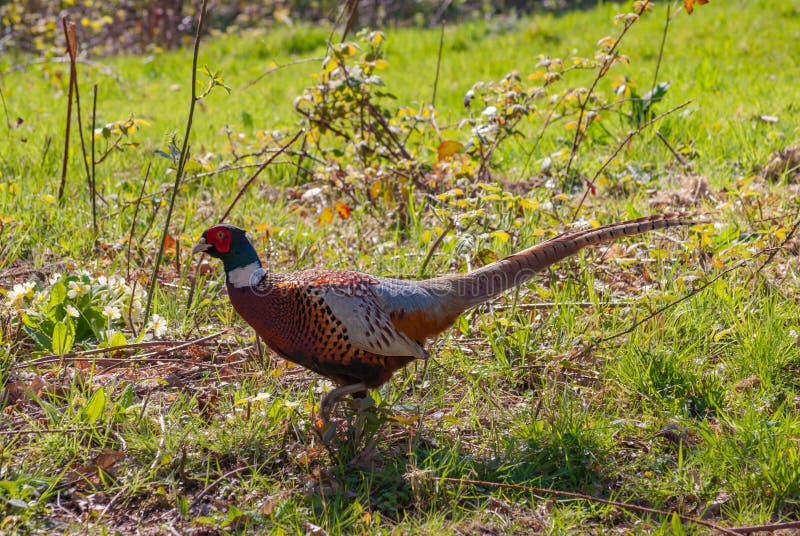Running Pheasant in the Gobi Desert. Stock Photo - Image of beautiful ...