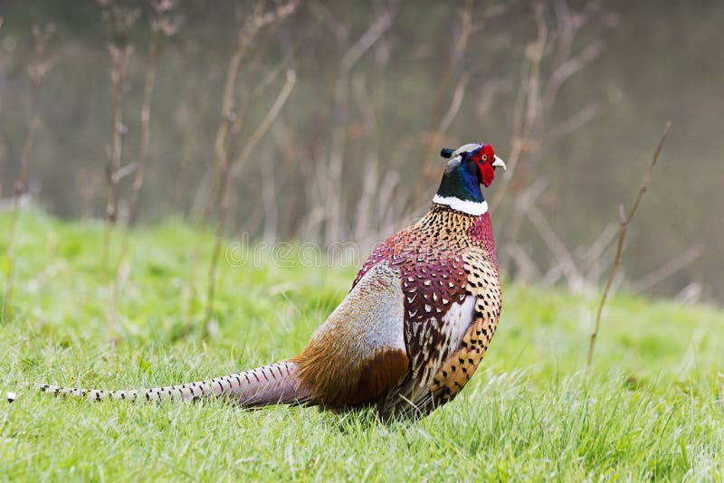 1581 Male Pheasant Standing Stock Photo - Image of phasianus, bird ...