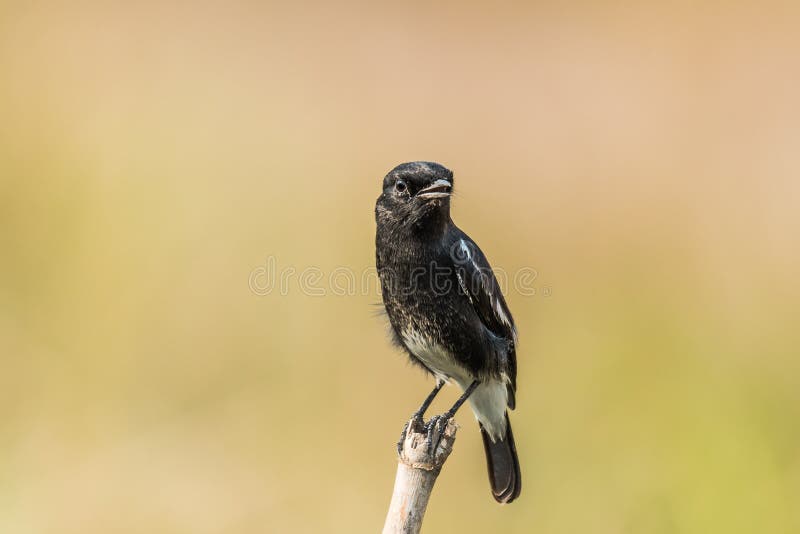 Male Pied Bush Chat Perched Stock Photo - Image of copsychus, birds ...