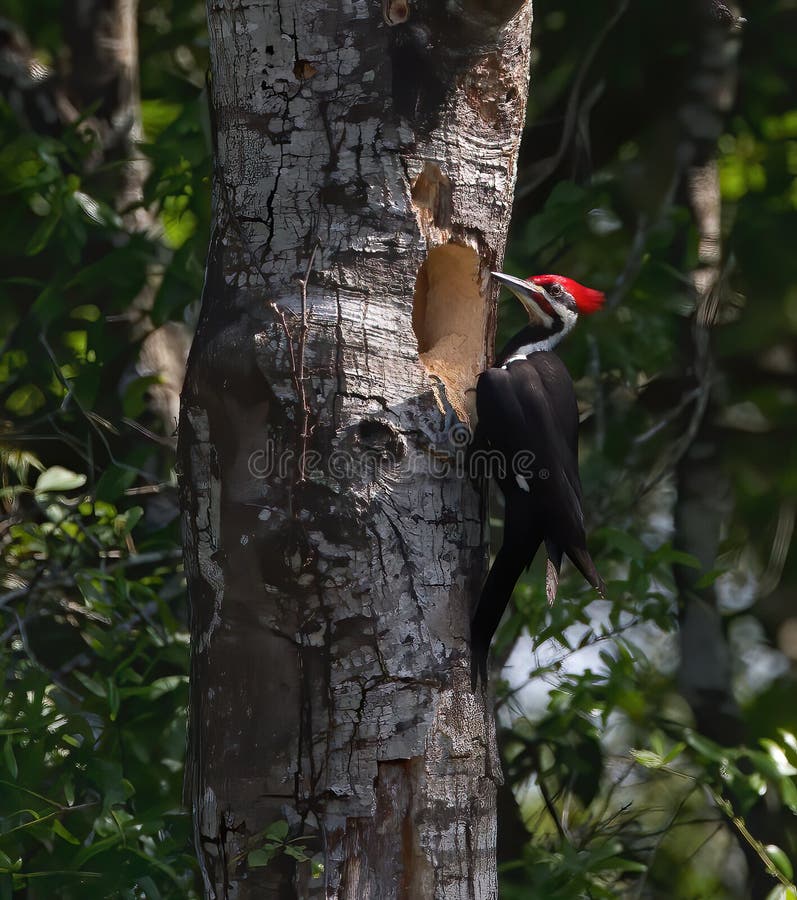 Male Pileated Woodpecker Looking into Nesting Tree Cavity Stock Image ...