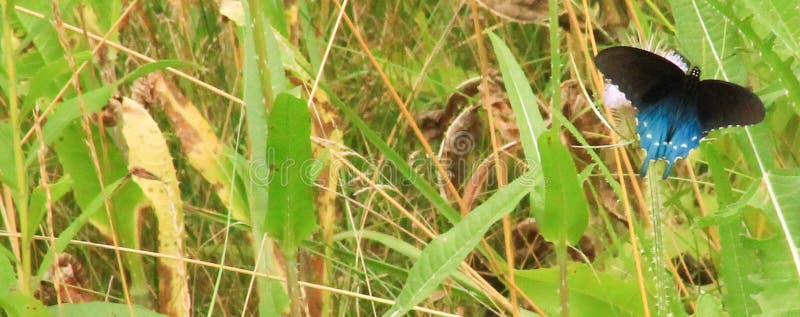 Male Pipevine Swallowtail Stock Photos - Free & Royalty-Free Stock ...