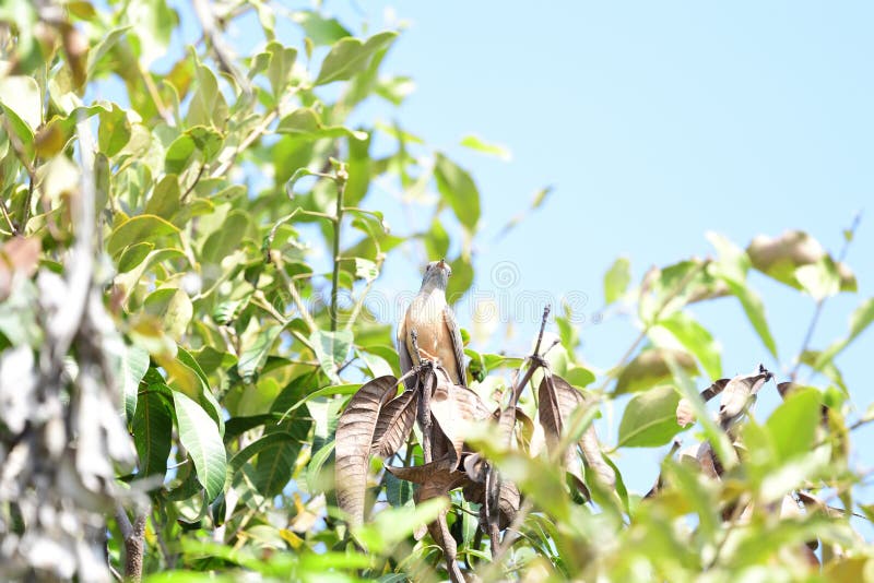 Plaintive cuckoo stock image. Image of orange, animal - 264706029