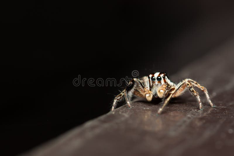Male Plexippus Paykulli Jumping Spider Resting Stock Image - Image of ...
