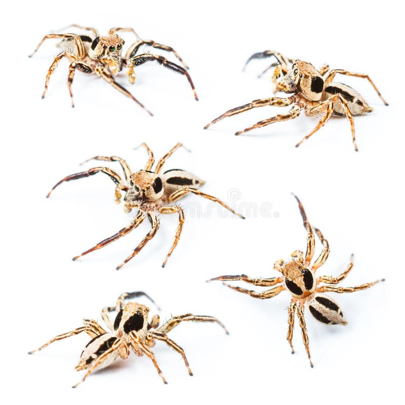 Male Plexippus Petersi Jumping Spider Isolated Stock Photo - Image of ...