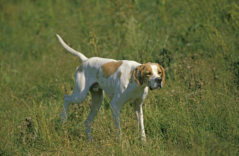 Male Pointer Dog Standing in Field Stock Image - Image of male ...