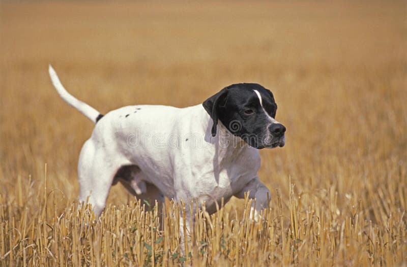 Male Pointer Dog in a Wheat Field Stock Photo - Image of full, white ...