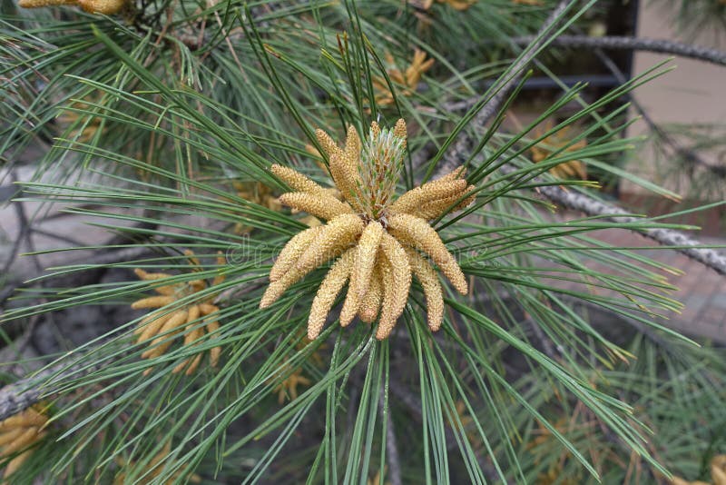 Male Pollen Cone of Pinus Sylvestris Stock Image - Image of leafage ...