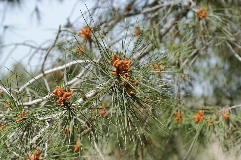 Male Pollen Cones on Pine Tree Stock Image - Image of macro, strobilus ...