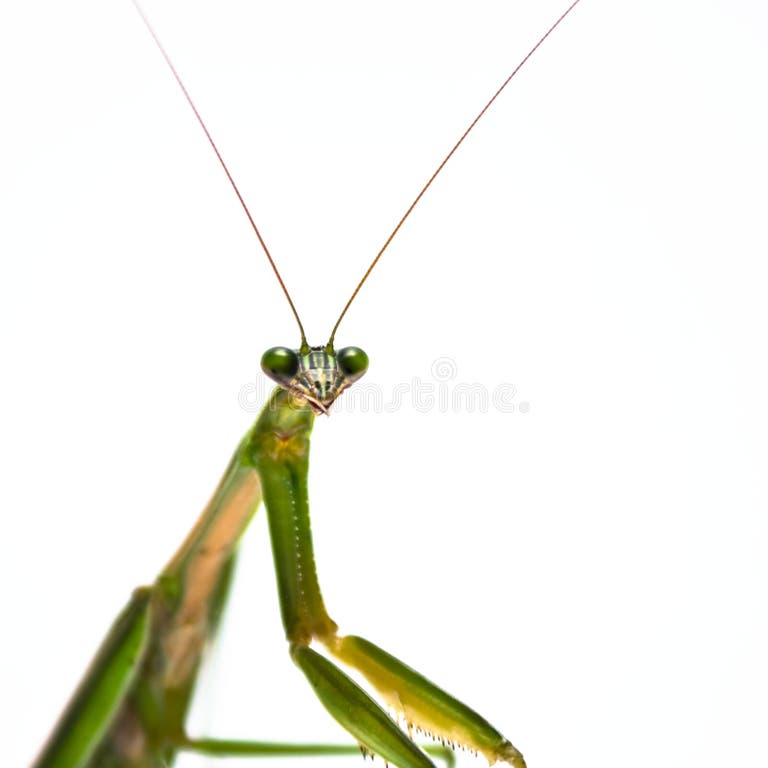 4,355 Praying Mantis Eye Stock Photos - Free & Royalty-Free Stock ...
