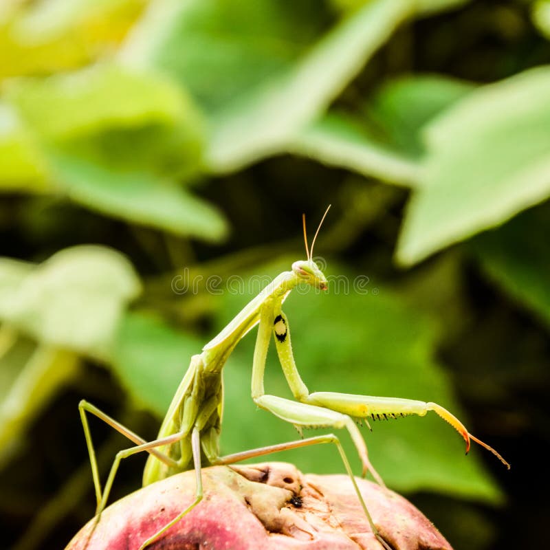 The Male Praying Mantis on the Apple. Mantis Looking for Prey. Mantis ...