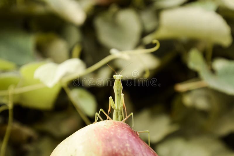 The Male Praying Mantis on the Apple. Mantis Looking for Prey. Mantis ...