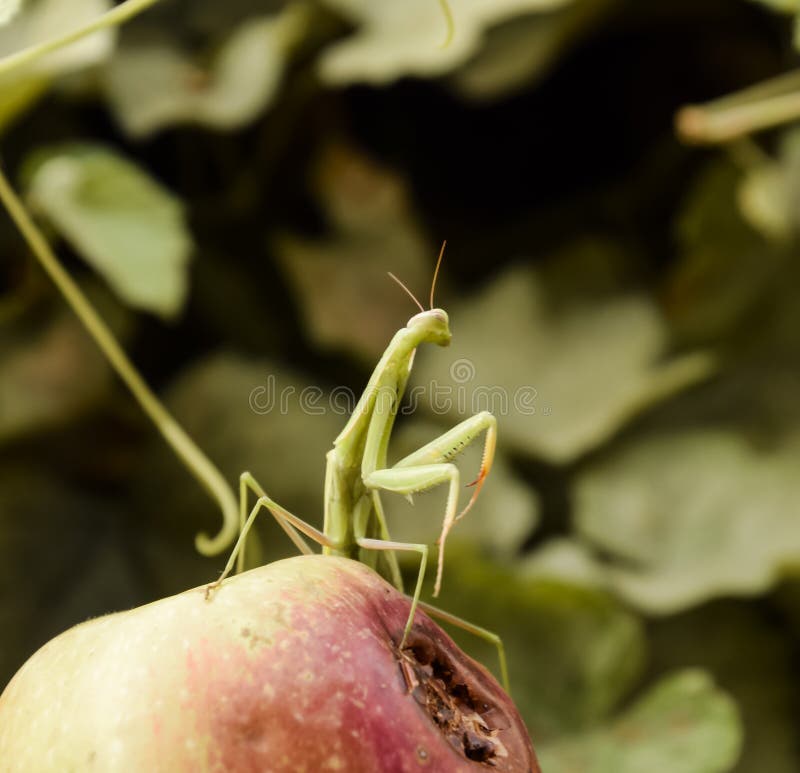 Insect Mandibles Leaves Stock Photos - Free & Royalty-Free Stock Photos ...