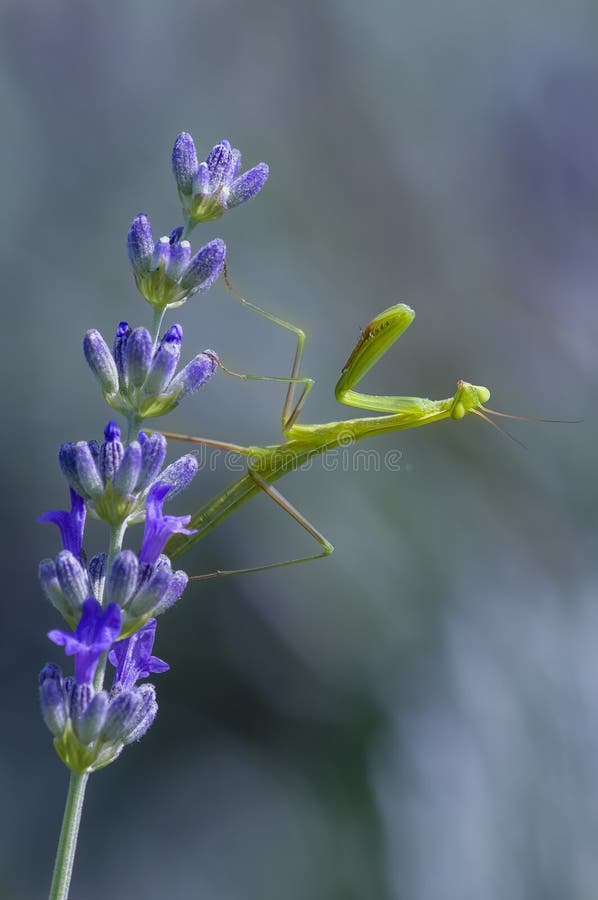 Male praying mantis stock photo. Image of wildlife, background - 42241814