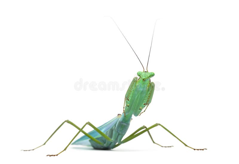 Male Praying Mantis - Macromantis Ovalifolia Stock Image - Image of ...