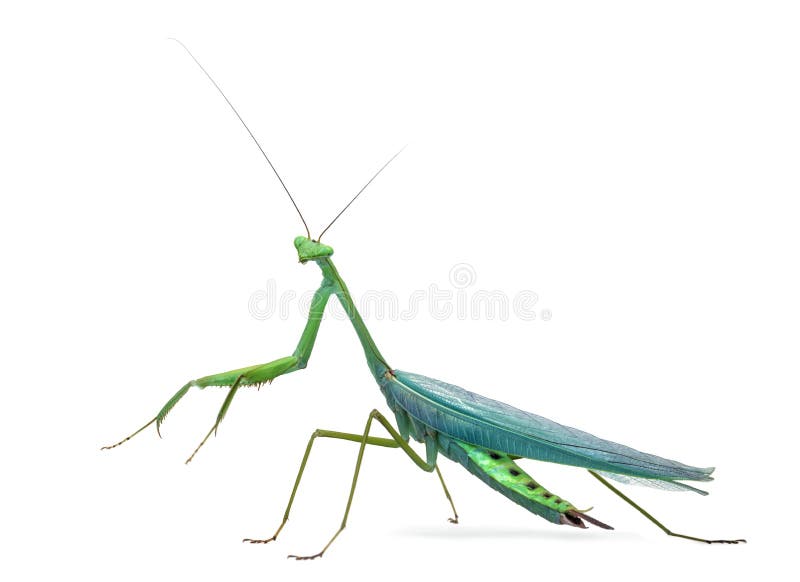 Male Praying Mantis - Macromantis Ovalifolia Stock Photo - Image of ...