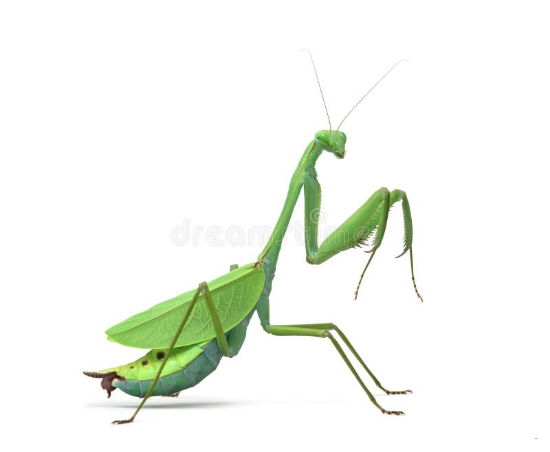 Side View Of Brown And Green Praying Mantis Stock Image - Image of ...