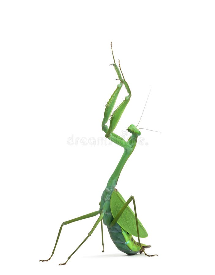 Male Praying Mantis - Macromantis Ovalifolia Stock Image - Image of ...