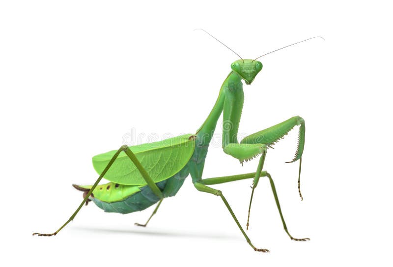Male Praying Mantis - Macromantis Ovalifolia Stock Image - Image of ...
