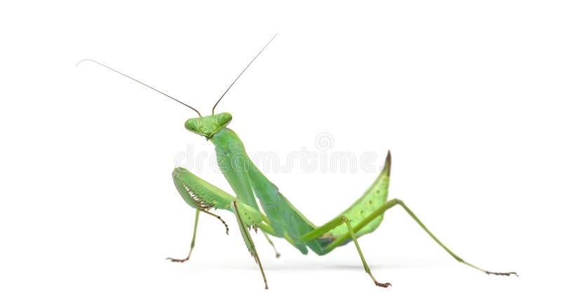 Male Praying Mantis - Macromantis Ovalifolia Stock Image - Image of ...