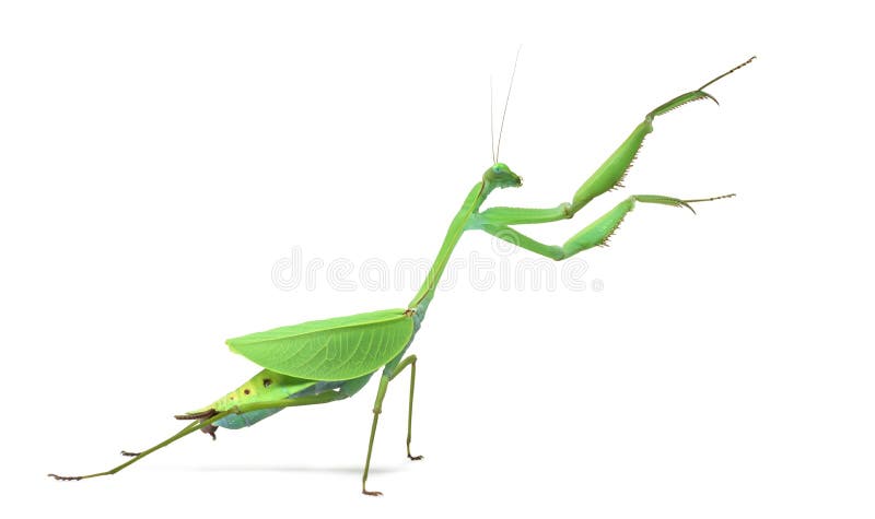 Male Praying Mantis - Macromantis Ovalifolia Stock Photo - Image of ...