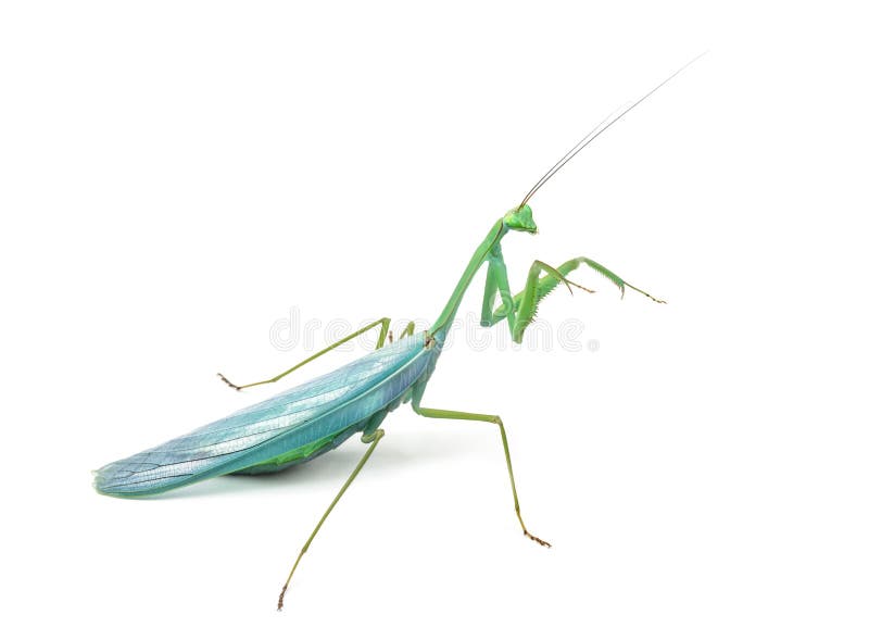 Male Praying Mantis - Macromantis Ovalifolia Stock Image - Image of ...