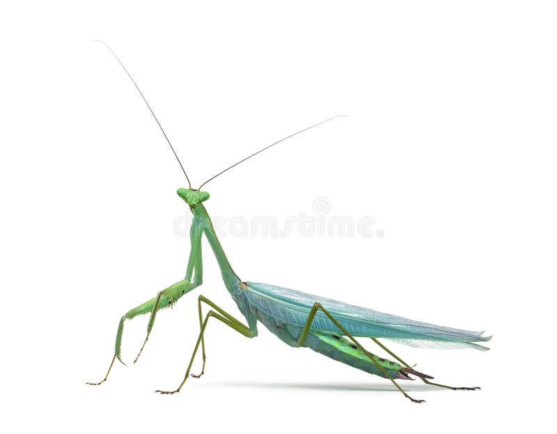 Male Praying Mantis - Macromantis Ovalifolia Stock Photo - Image of ...