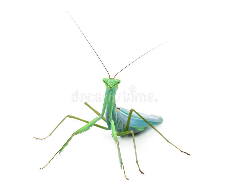 Male Praying Mantis - Macromantis Ovalifolia Stock Photo - Image of ...