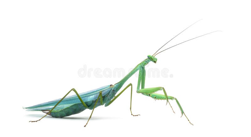 Male Praying Mantis - Macromantis Ovalifolia Stock Photo - Image of ...