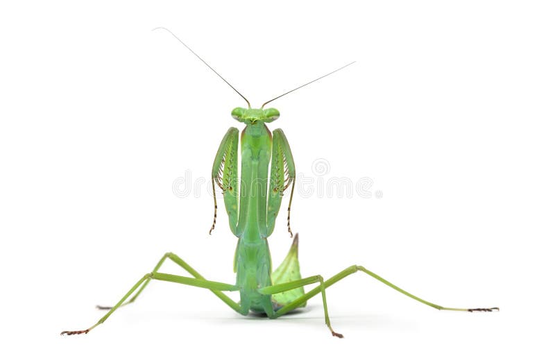 Macromantis Ovalifolia Female Stock Photos - Free & Royalty-Free Stock ...