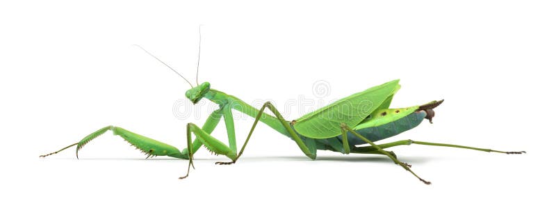 Male Praying Mantis - Macromantis Ovalifolia Stock Photo - Image of ...
