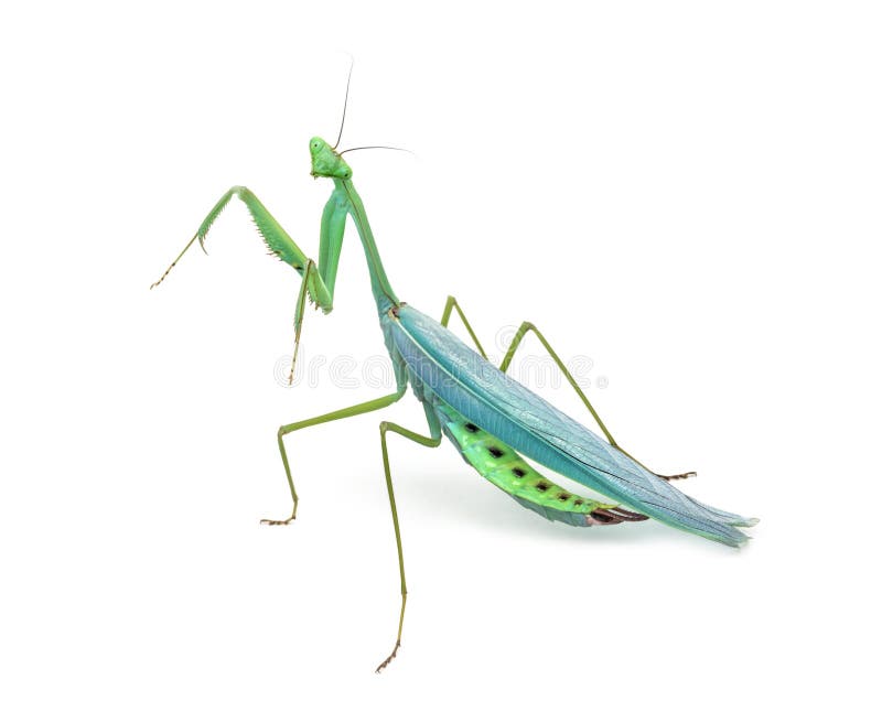 Male Praying Mantis - Macromantis Ovalifolia Stock Photo - Image of ...