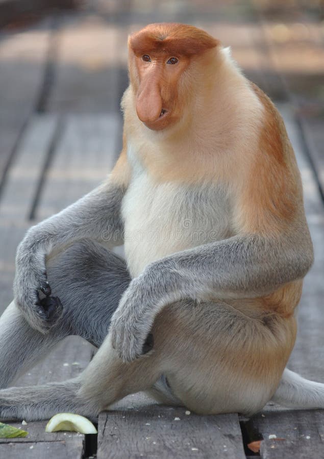 Male Probiscis Monkey,borneo, South East Asia Stock Image - Image of ...