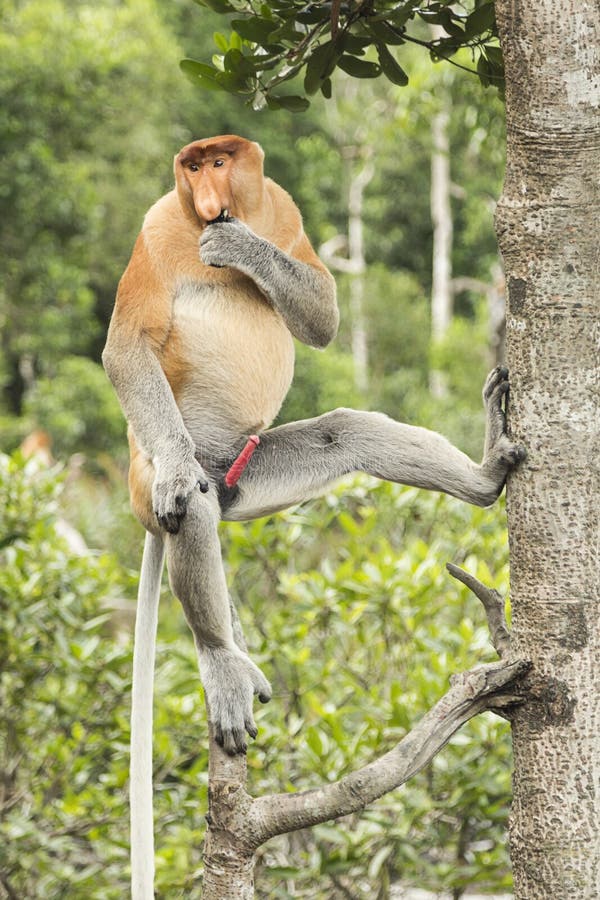Male proboscis monkey stock image. Image of borneo, labuk - 43925799