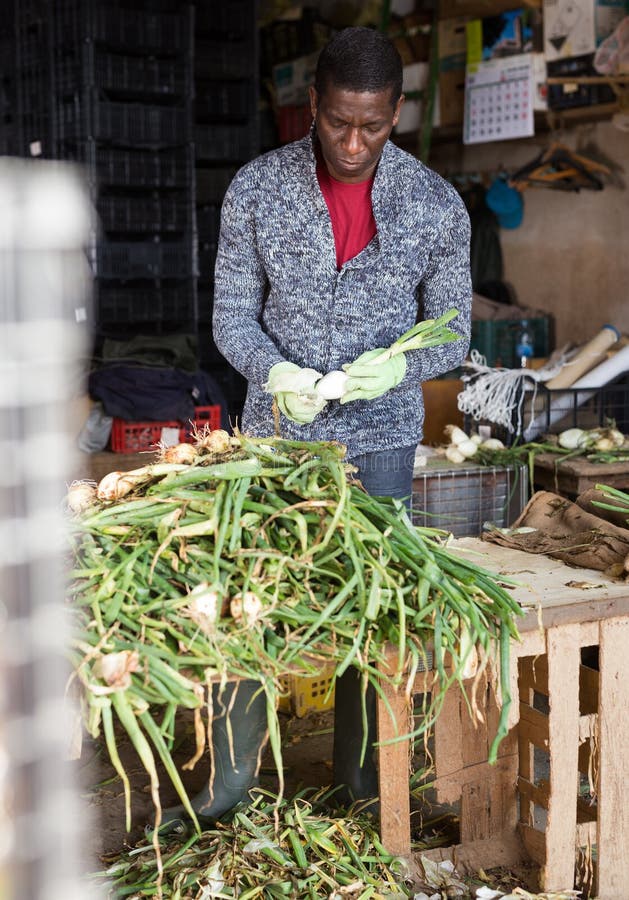 Male Professional Gardener Sorting Harvest of Onion Stock Photo - Image ...