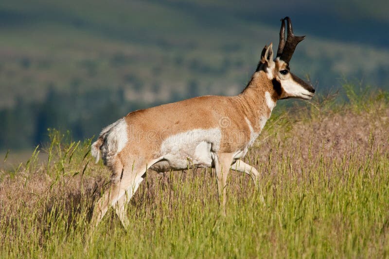 Pronghorn Doe stock image. Image of deer, antelope, prairie - 99298033