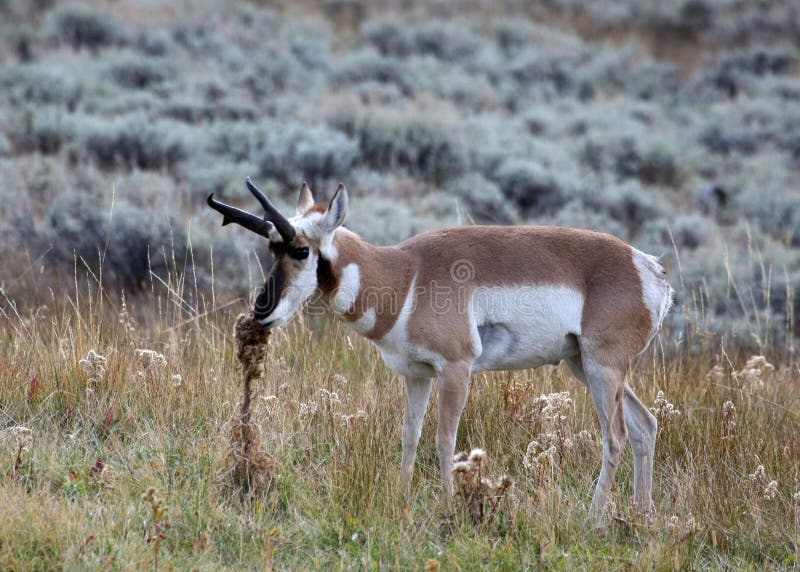 Male Pronghorn in Grasslands Stock Photo - Image of deer, grasslands ...