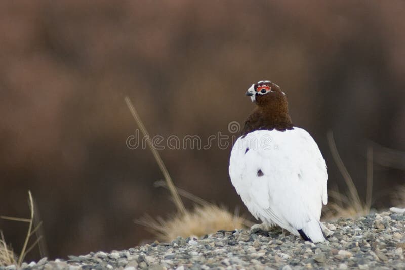 Willow Ptarmigan - Alaska State Bird Stock Photo - Image of grey, male ...