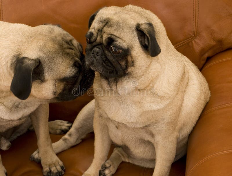 Male Pug and Girl Pug stock photo. Image of kissing, canine - 8673854